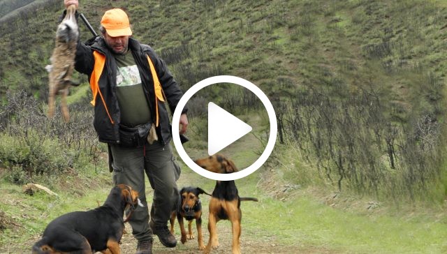 Κυνήγι λαγού με Ελληνικούς Ιχνηλάτες – OUTDOOR TV
